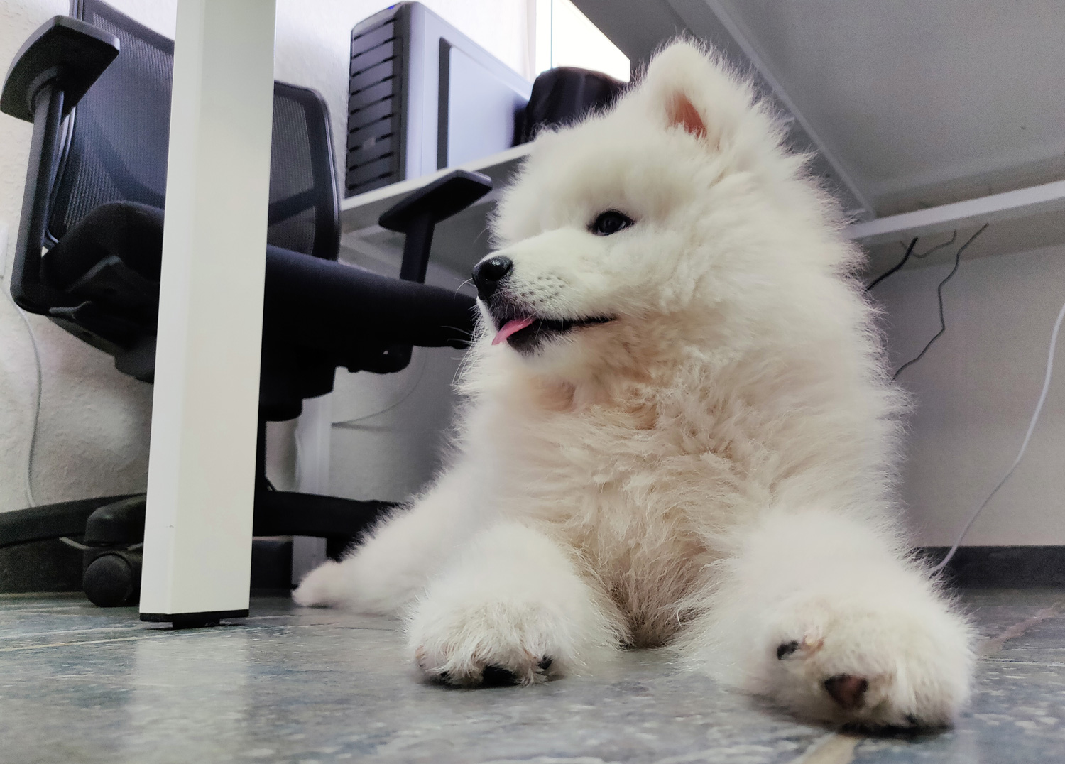 Why Dogs Are Good For The Office